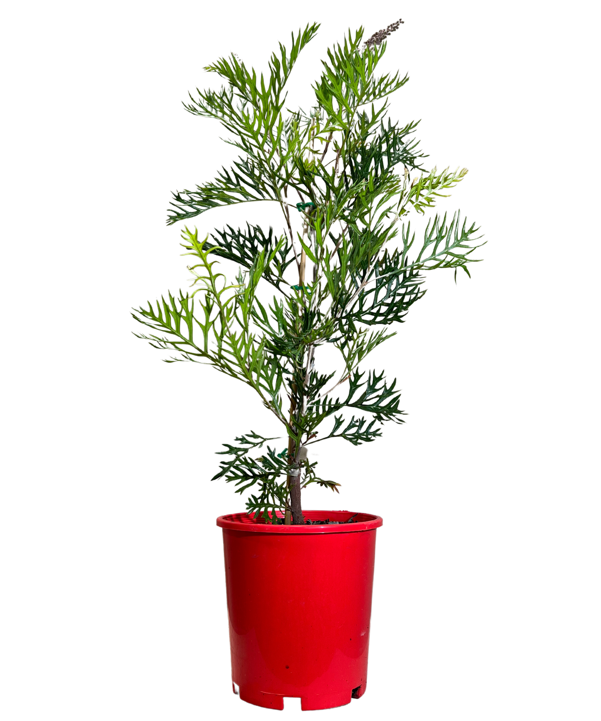 Grevillea Robyn Gordon | Australian Native Plant Perth | Waldecks