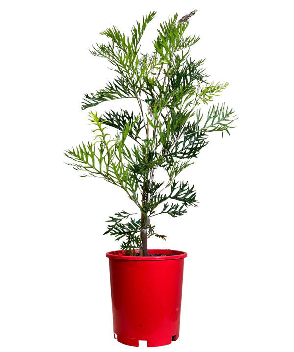 Grevillea Robyn Gordon