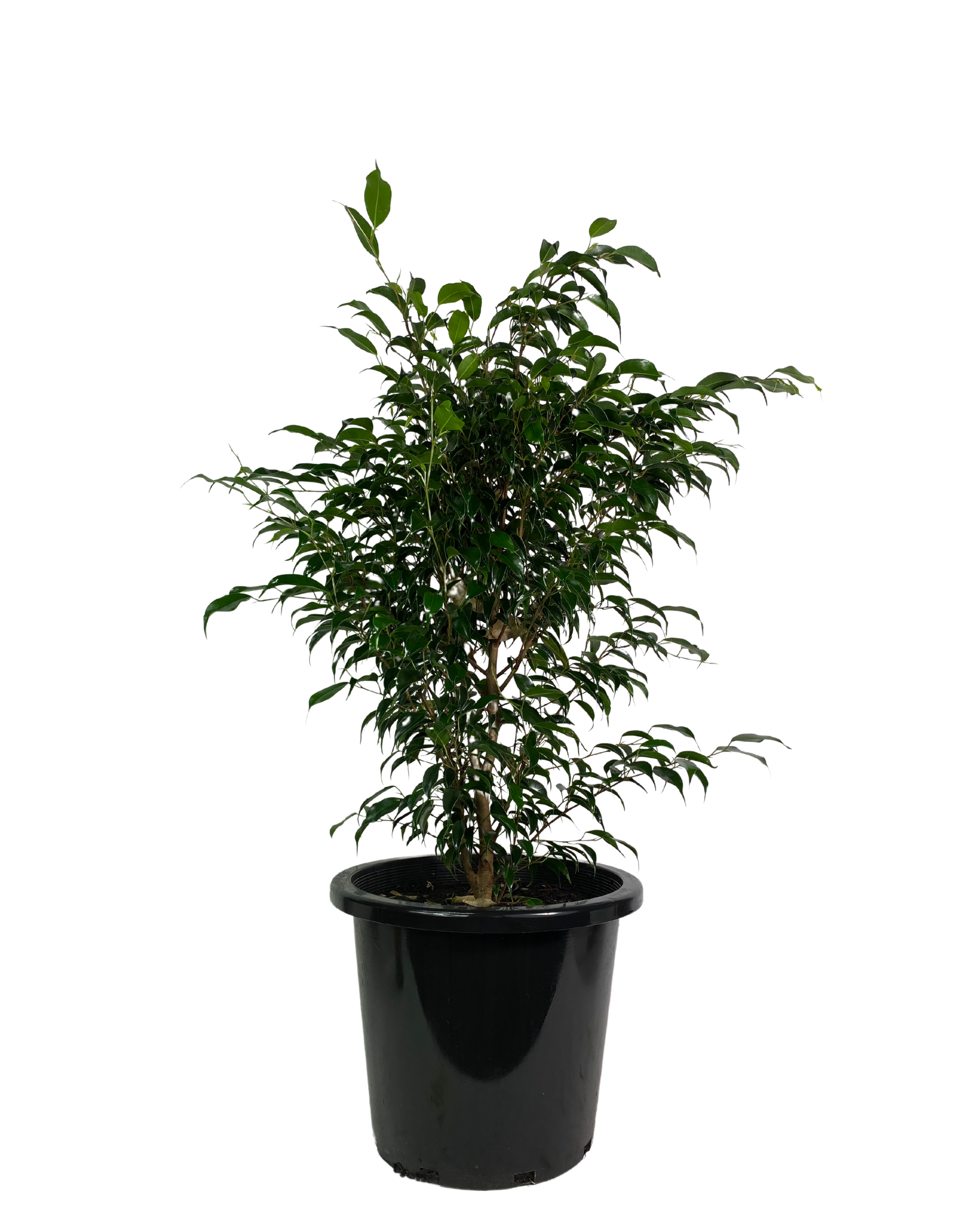 Ficus Midnight Petite | Indoor Plant Perth | Waldecks