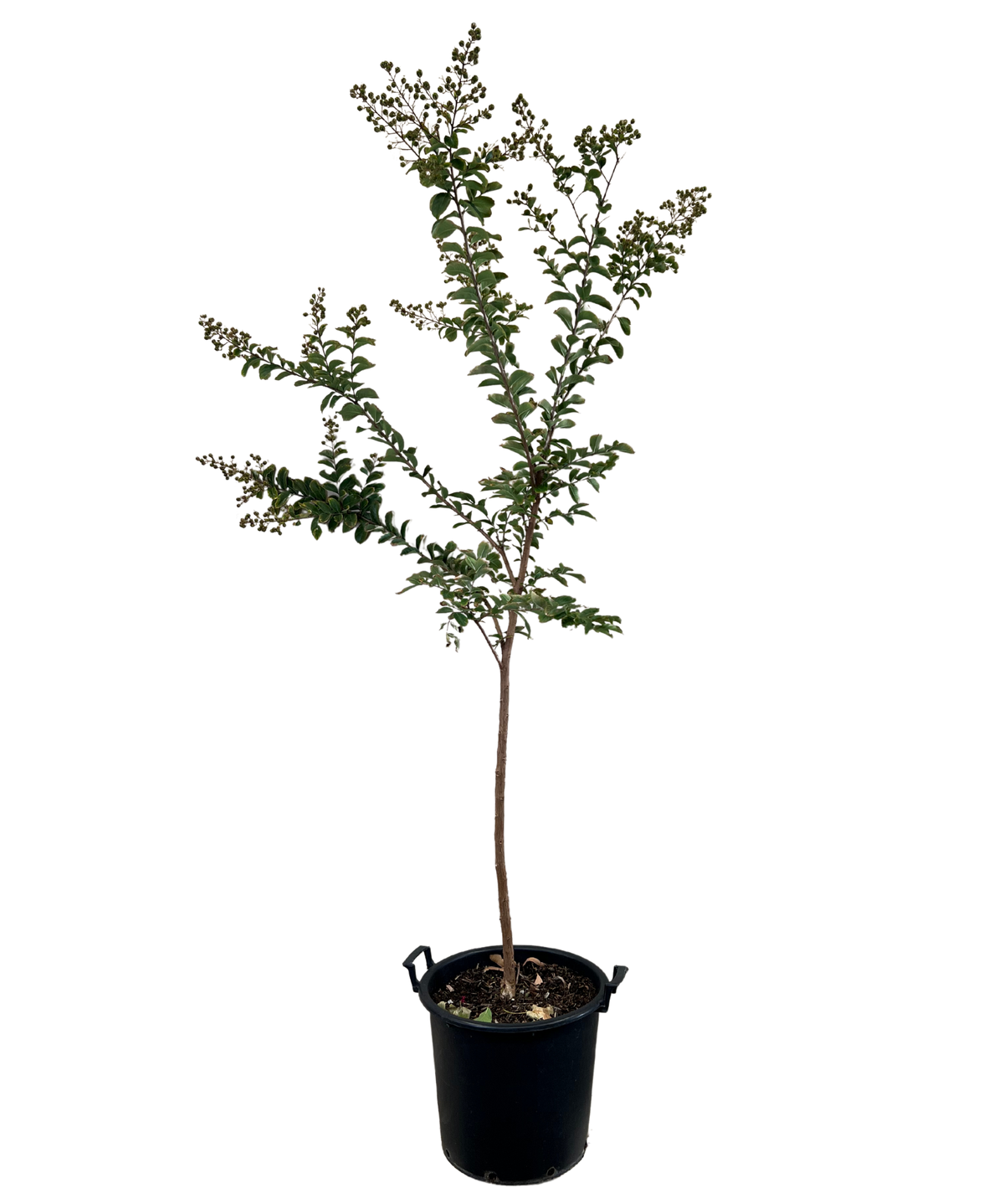 Lagerstroemia Comanche | Garden Tree Perth | Waldecks