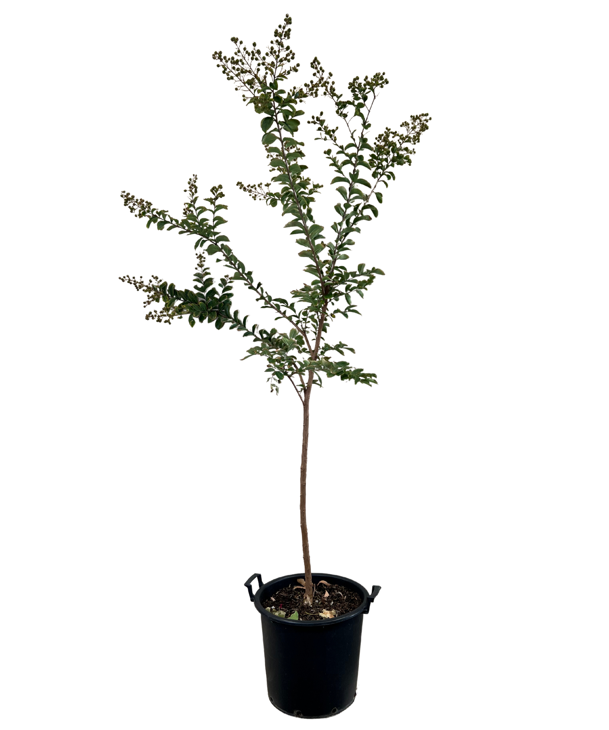 Lagerstroemia Comanche | Garden Tree Perth | Waldecks