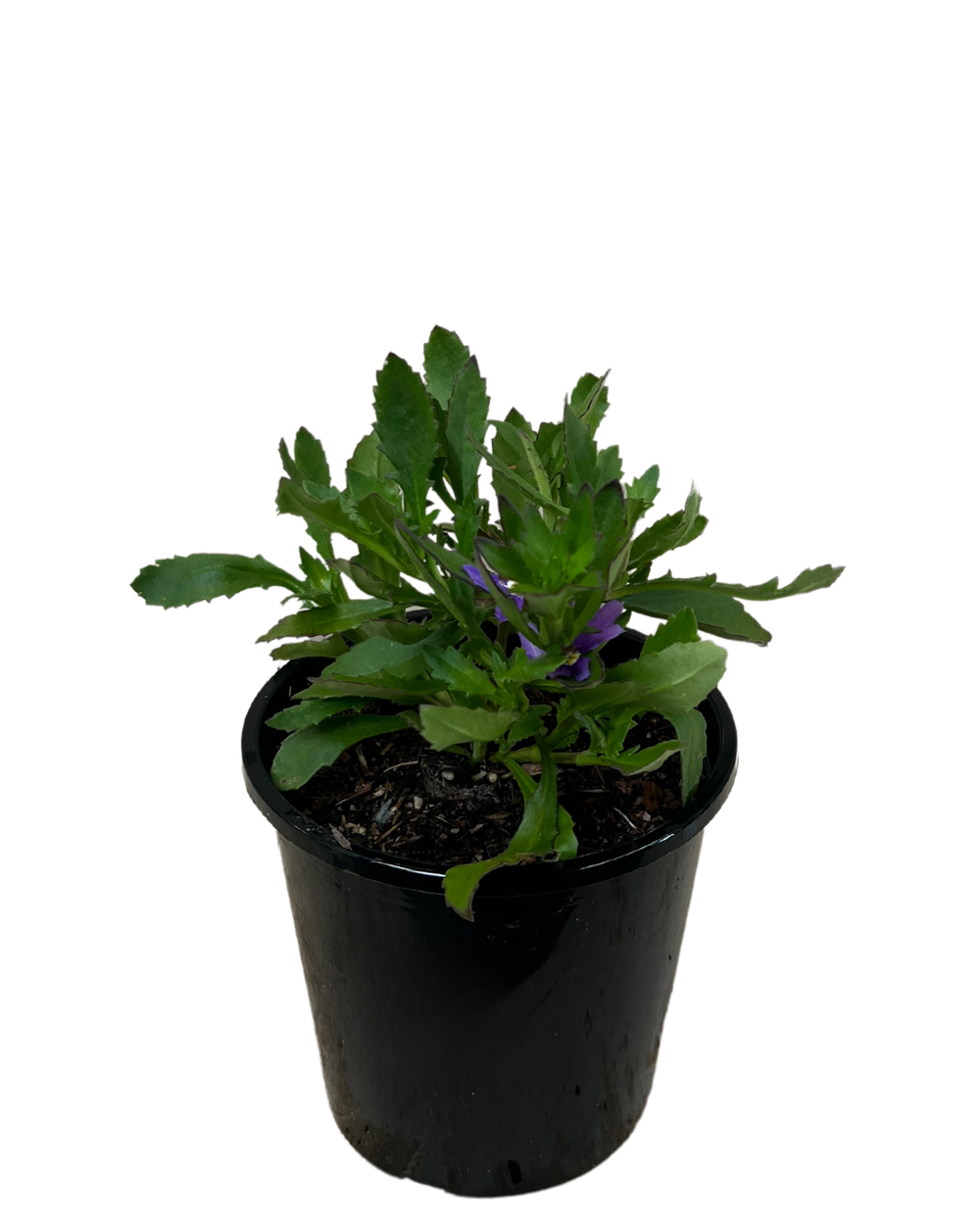 Scaevola Aussie Salute | Australian Native Plant Perth | Waldecks