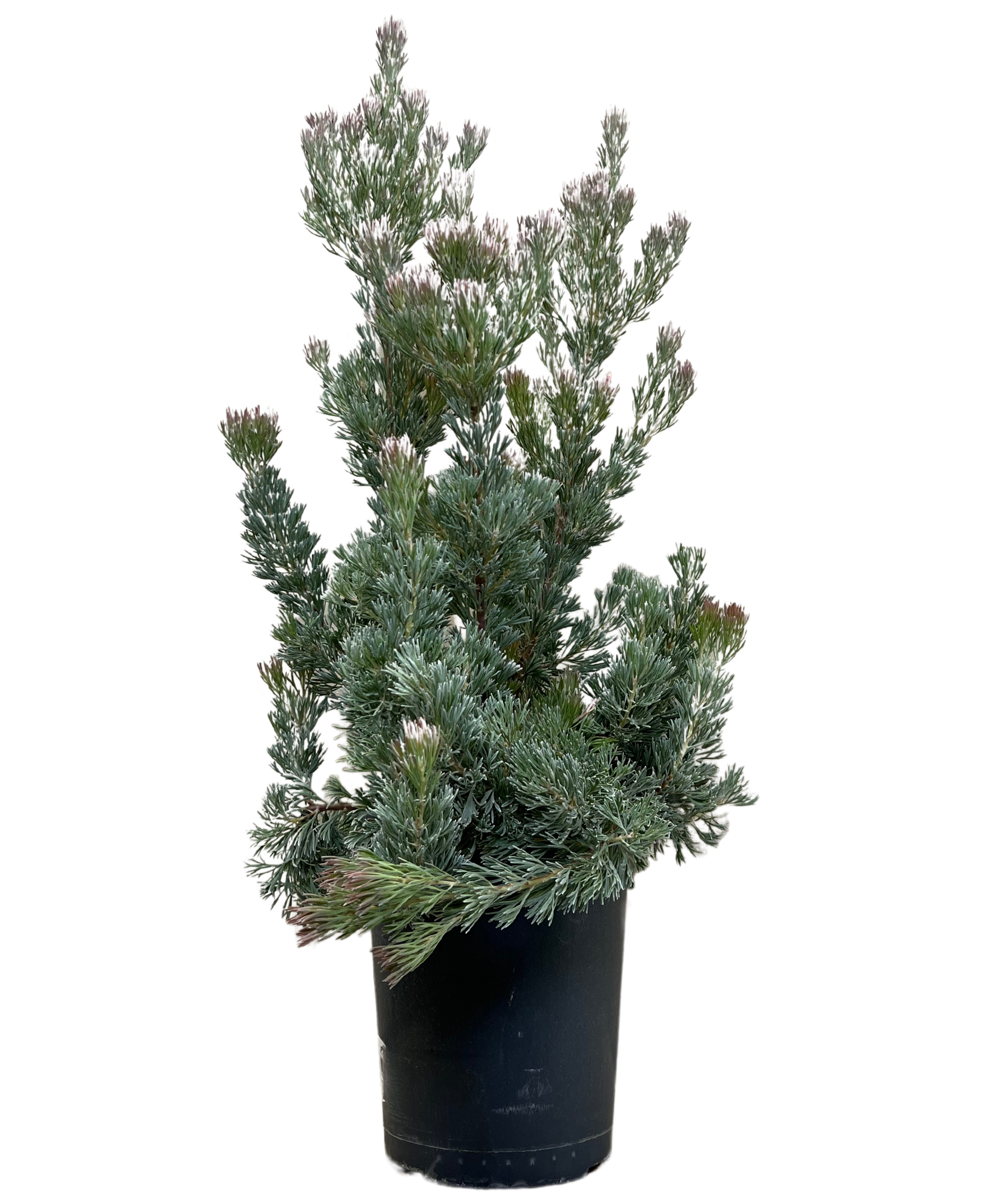 Adenanthos Lighthouse | Australian Native Plant Perth | Waldecks