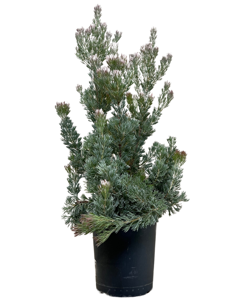 Wooly Bush - Adenanthos Lighthouse