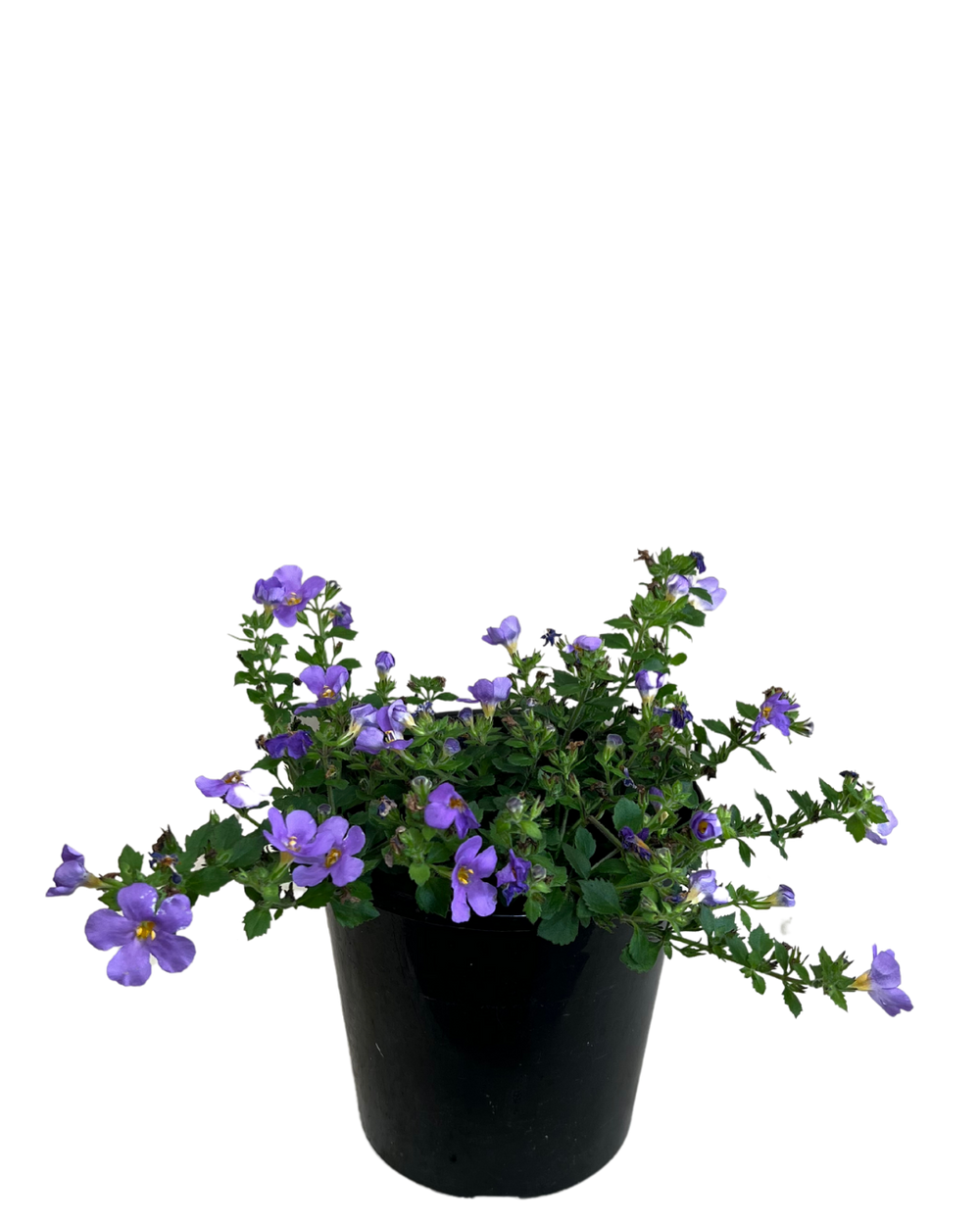 Bacopa Blue