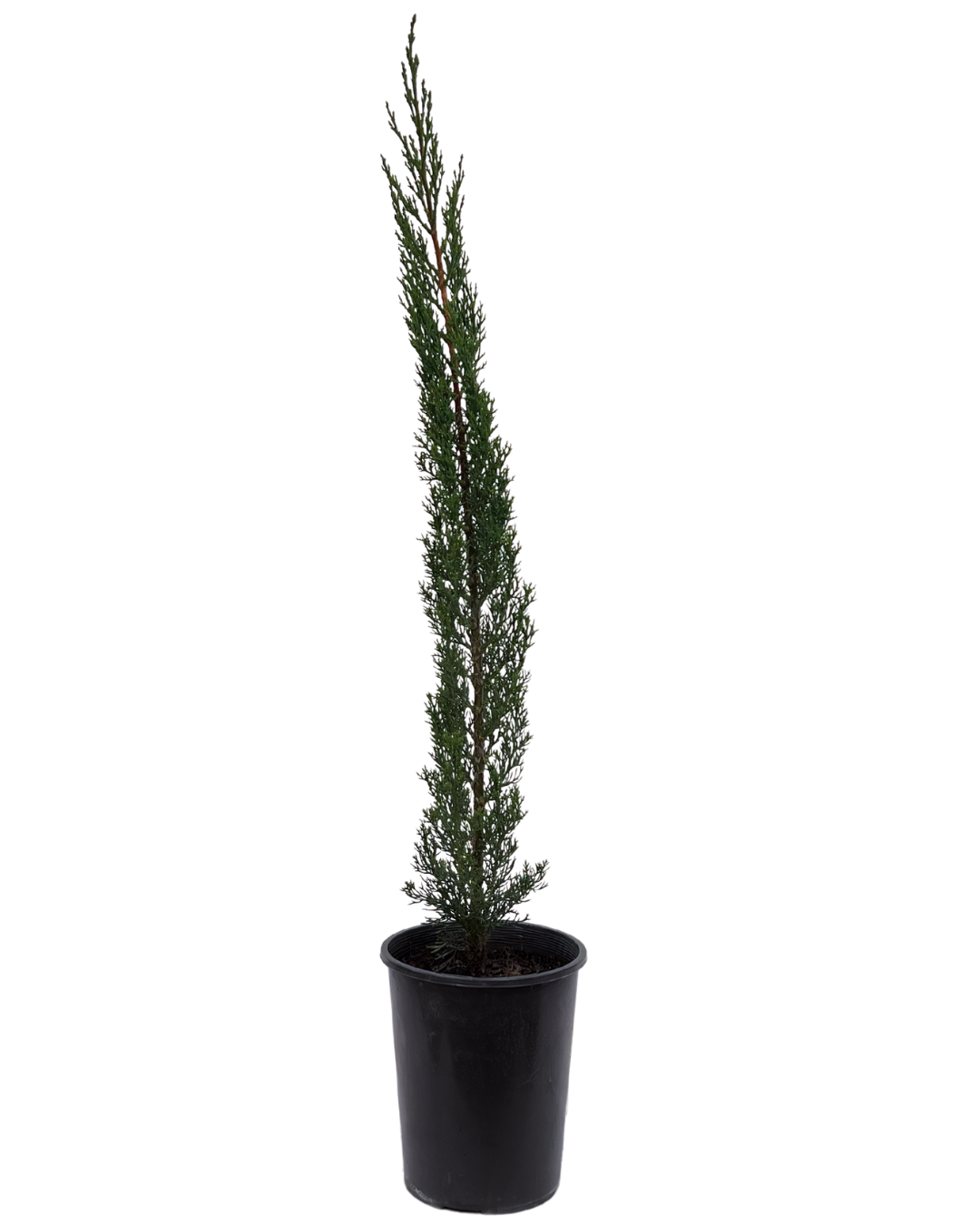 Pencil Pine - Cupressus Sempervirens Glauca | Tree Perth | Waldecks