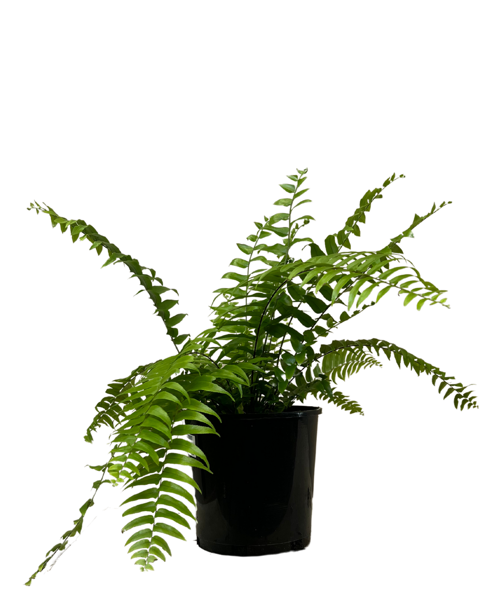 Boston Fern - Nephrolepis Exaltata Macho | Waldecks