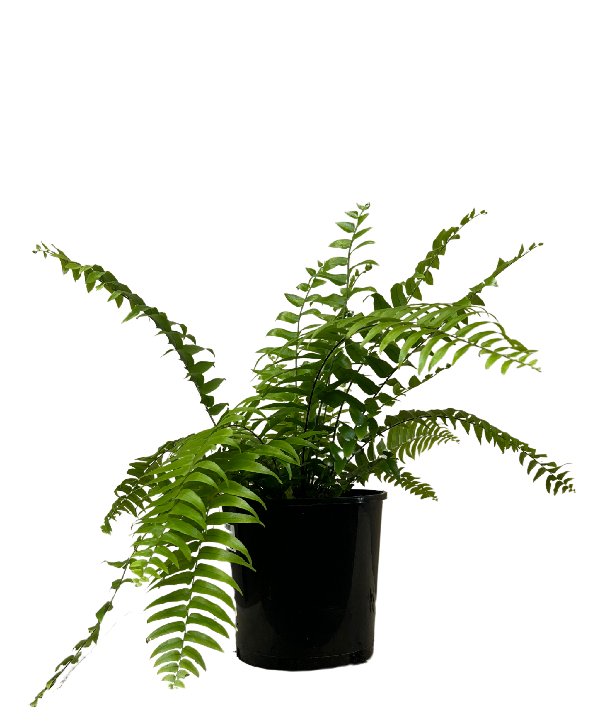 Boston Fern - Nephrolepis Exaltata Macho | Waldecks