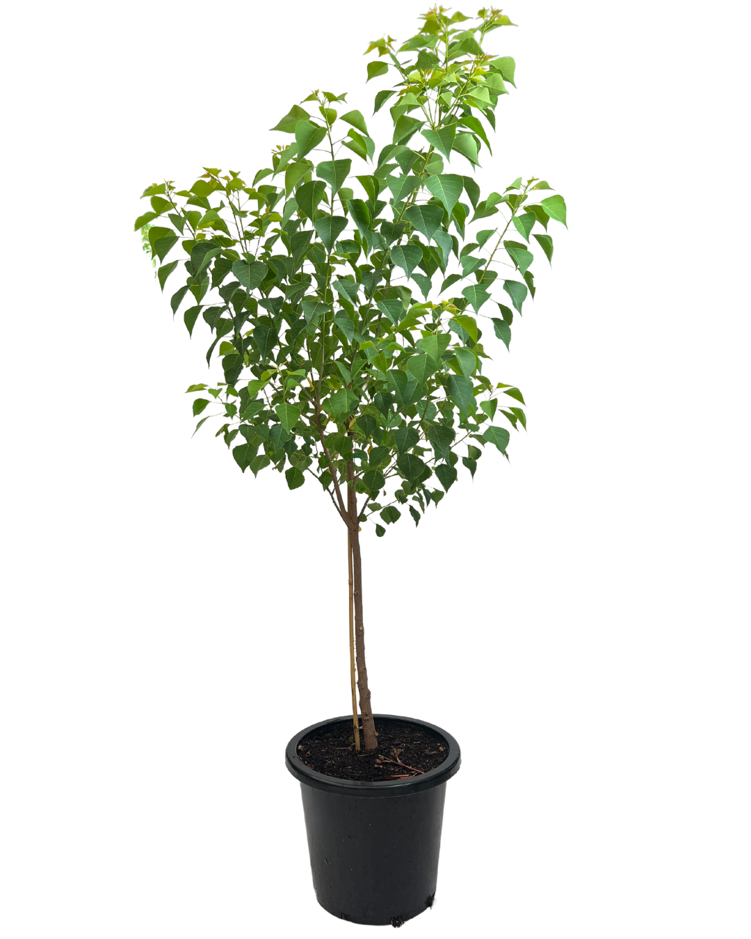 Chinese Tallow - Triadica Sebifera | Garden Tree Perth | Waldecks