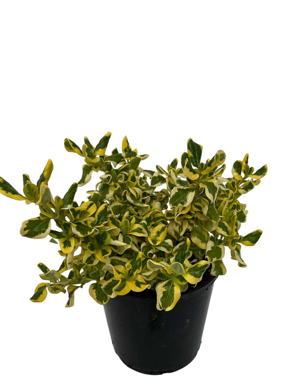 Coprosma Green and Gold