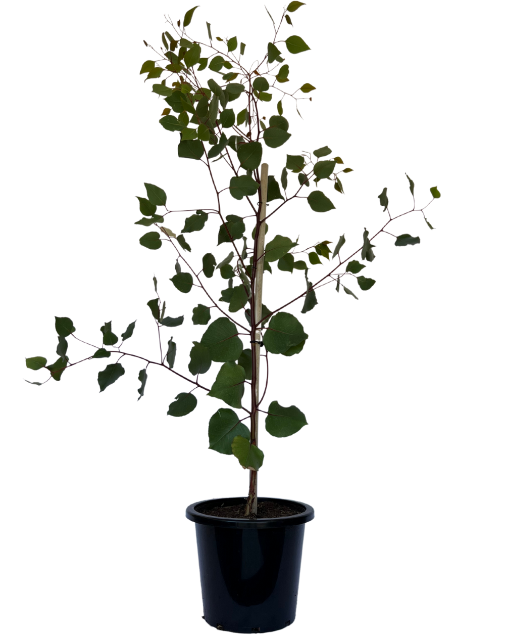 Eucalyptus Caesia Silver Princess | Native Plant Perth | Waldecks
