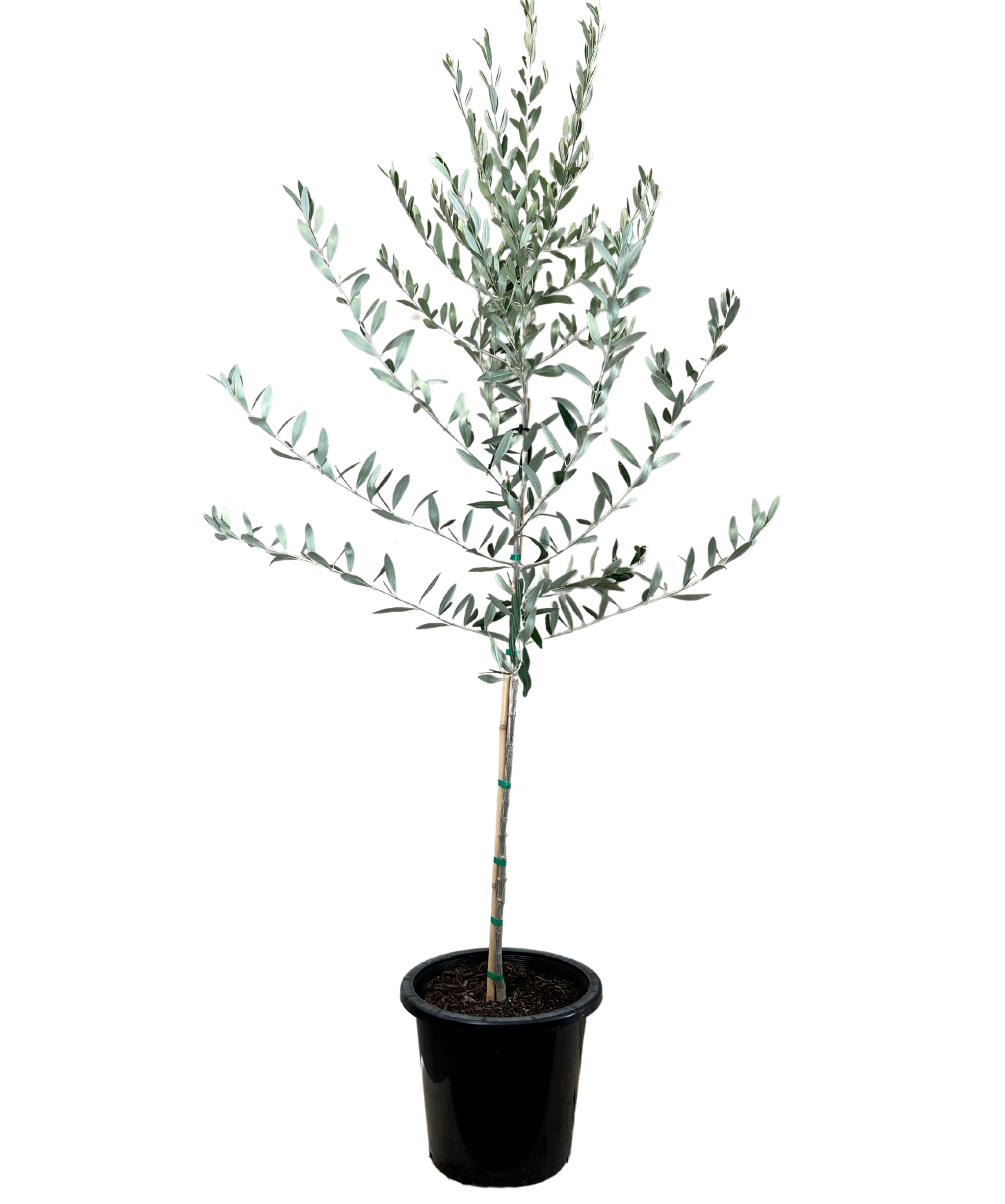 Olive - Olea Europaea Mission