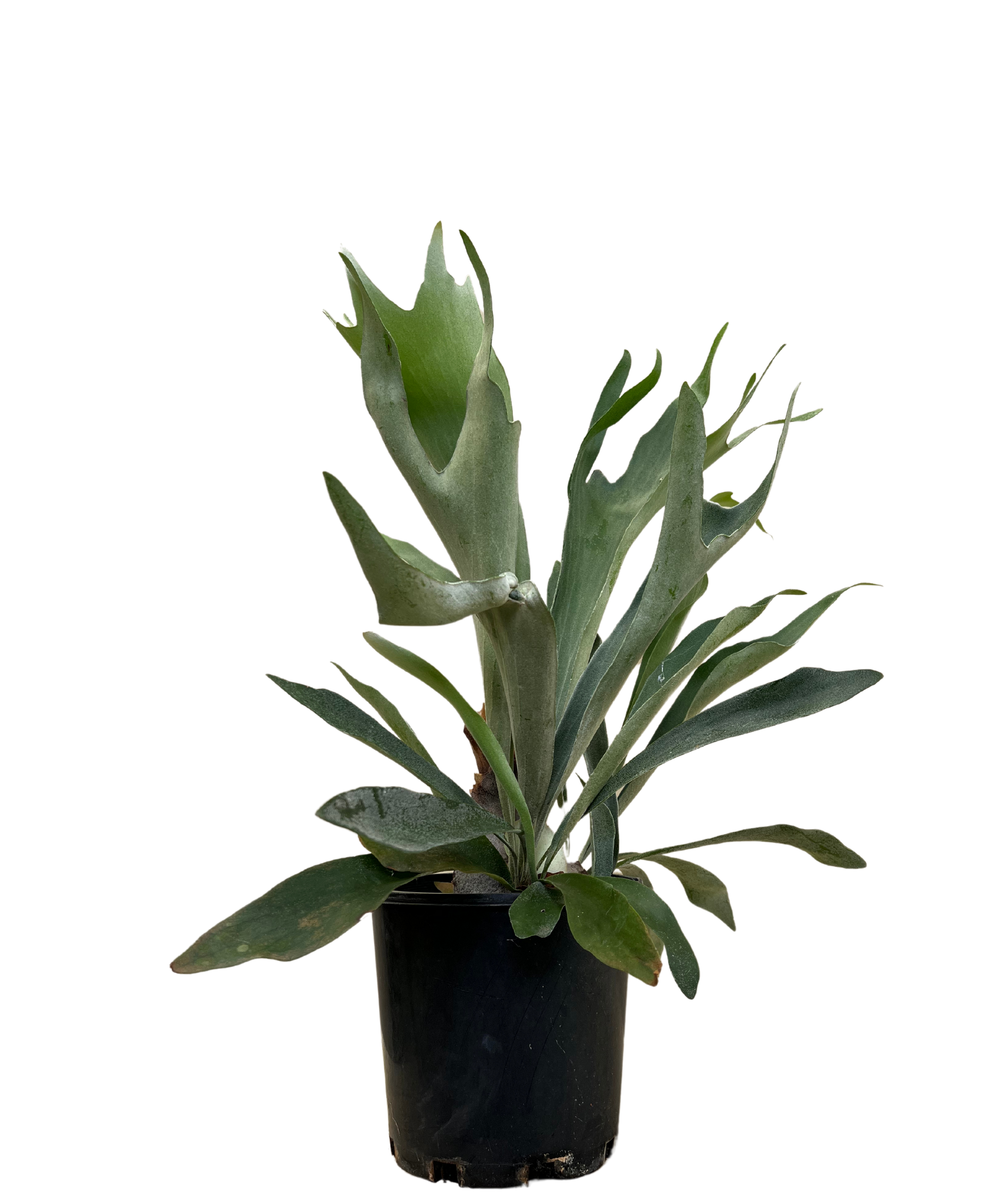 Elkhorn Fern - Platycerium Bifurcatum | Native Plant Perth | Waldecks