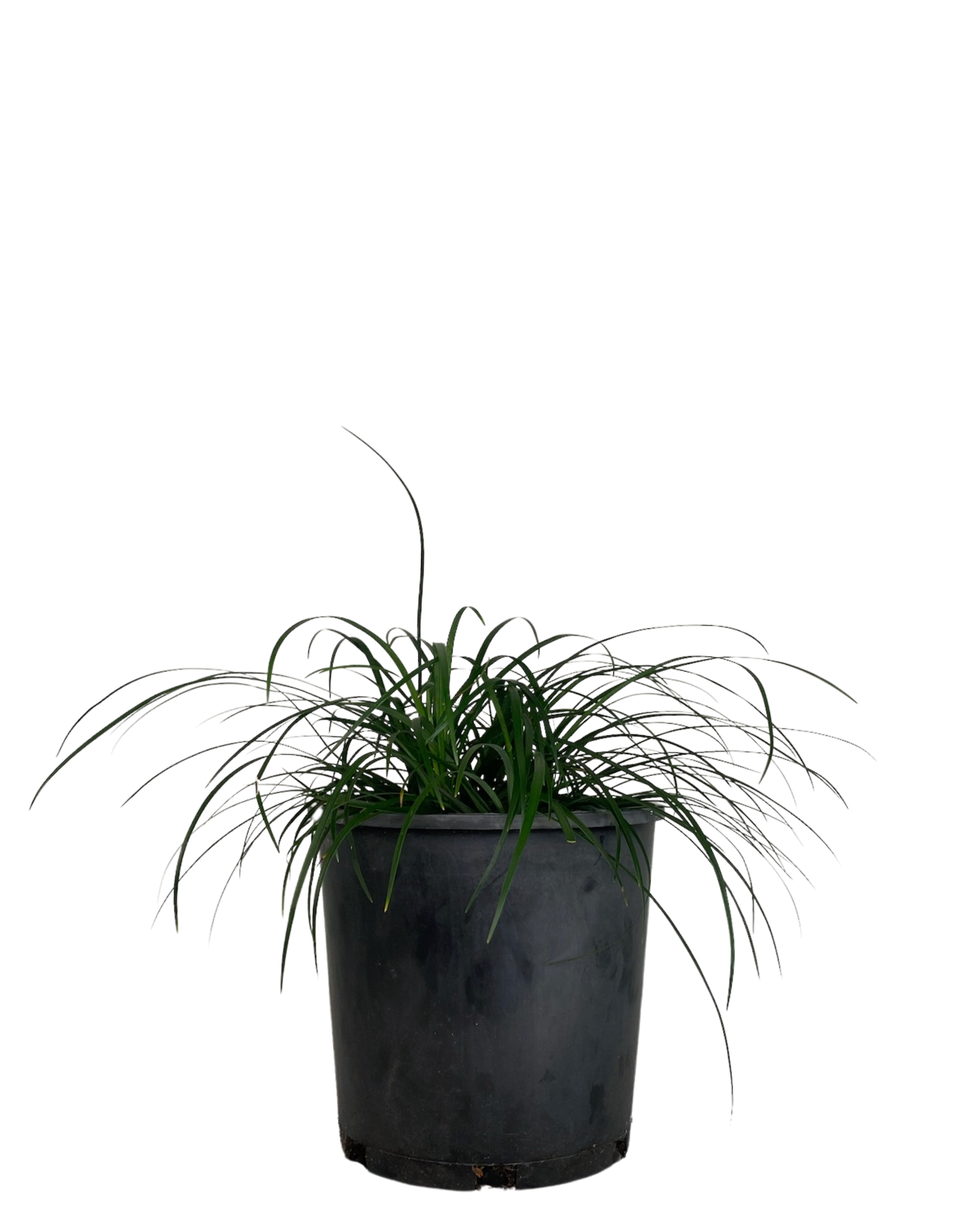 Liriope Emerald Cascade | Ornamental Grass Perth | Waldecks