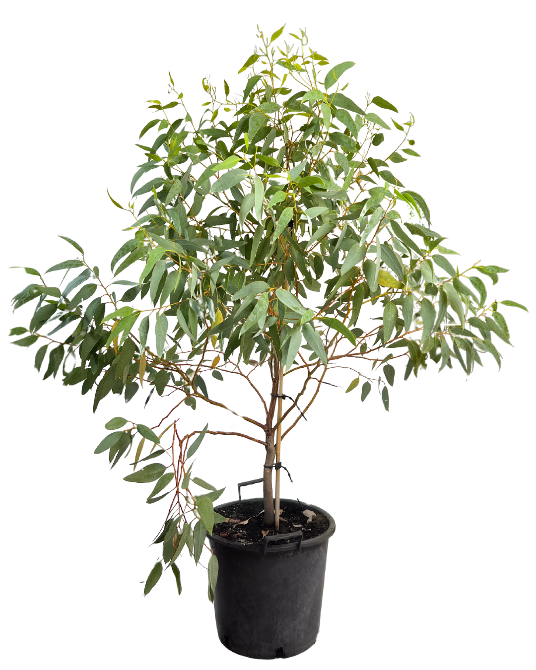 Eucalyptus Torquata | Australian Native Plant Perth | Waldecks