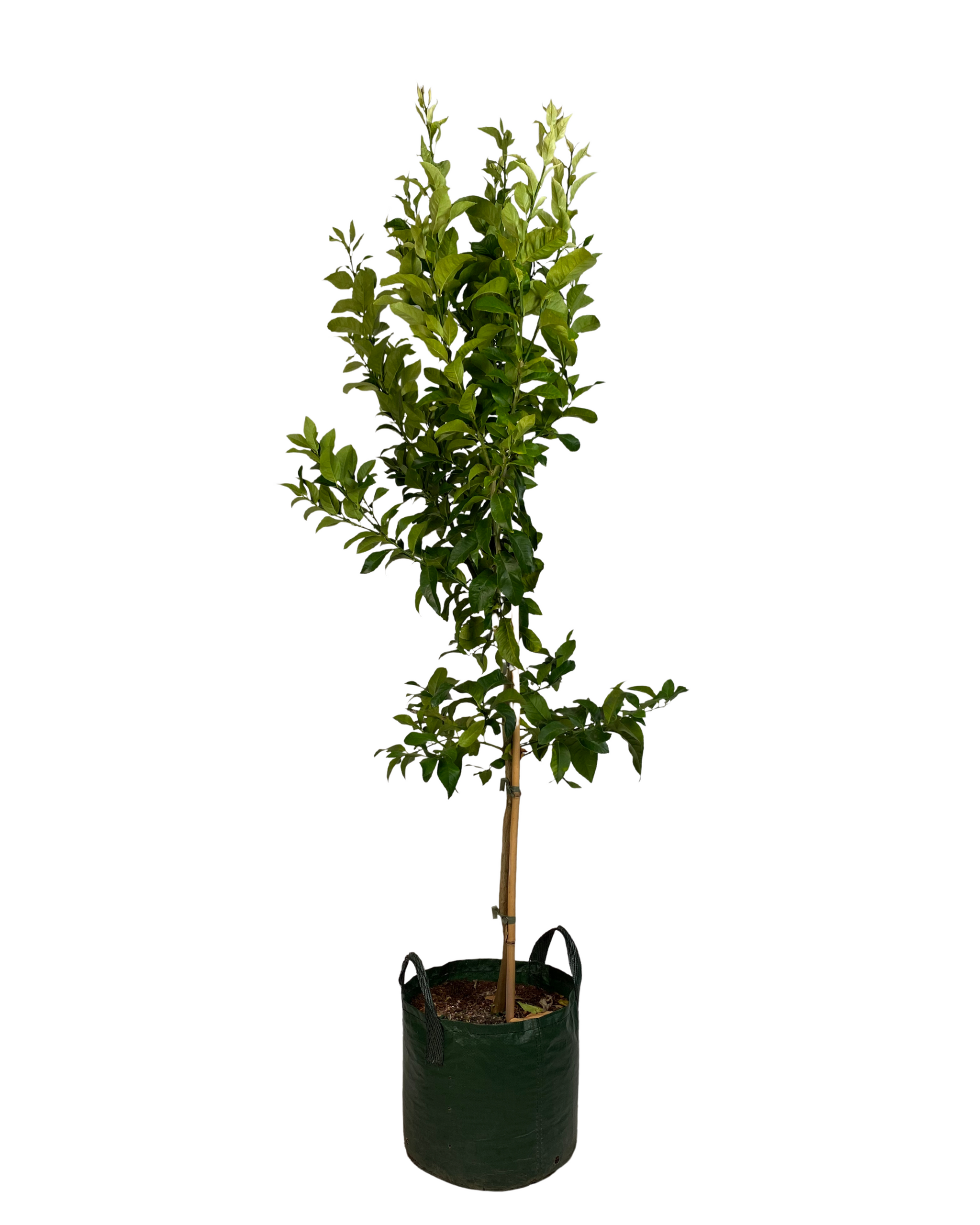 Lemon - Eureka | Fruit Tree Perth | Waldecks