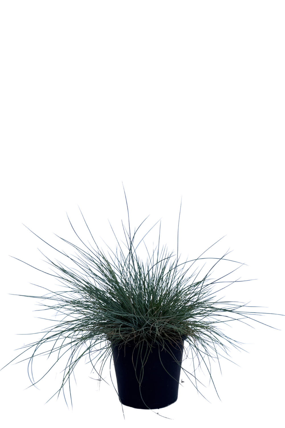 Festuca Glauca | Ornamental Grass Perth | Waldecks