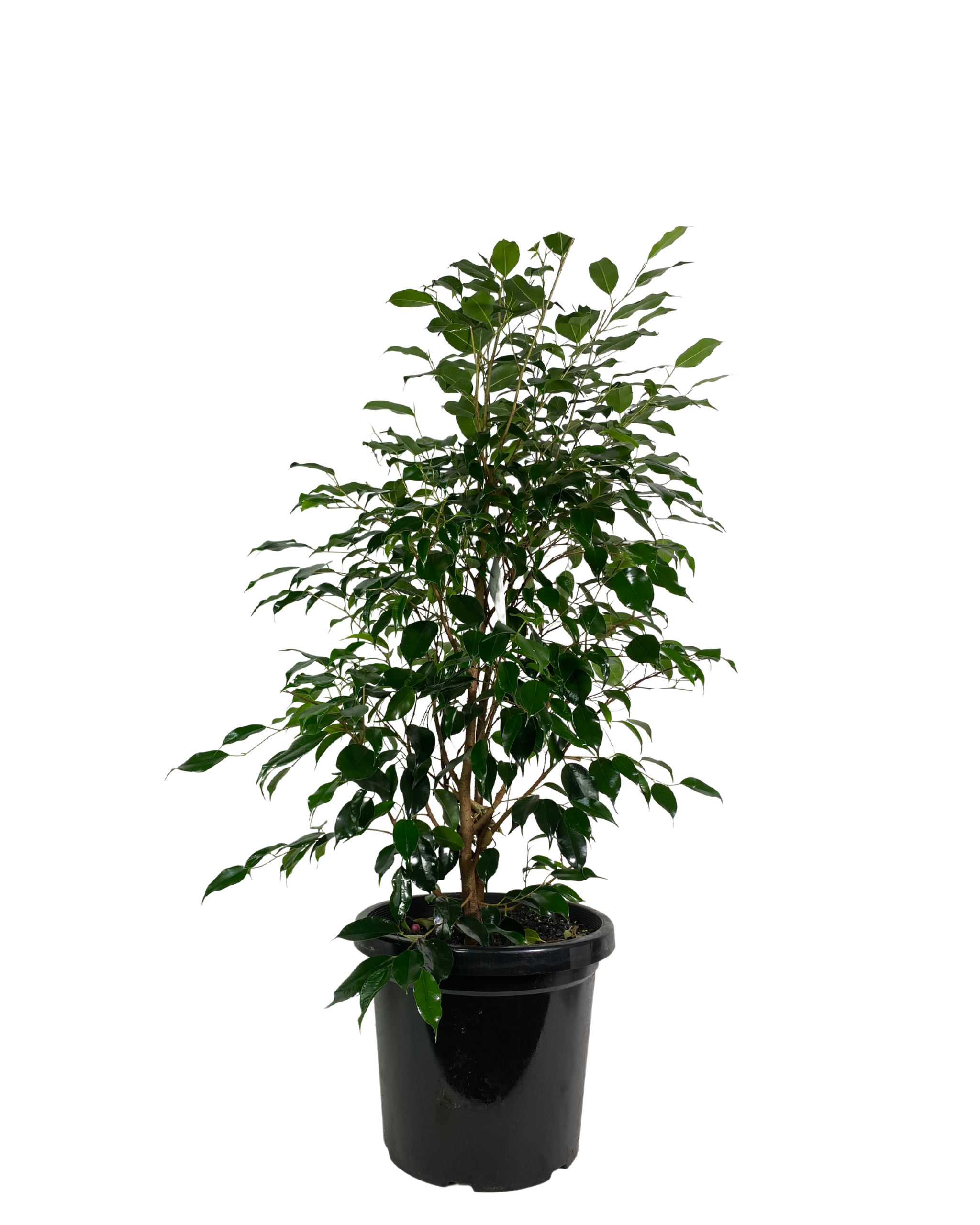 Ficus Midnight Beauty | Indoor Plant Perth | Waldecks
