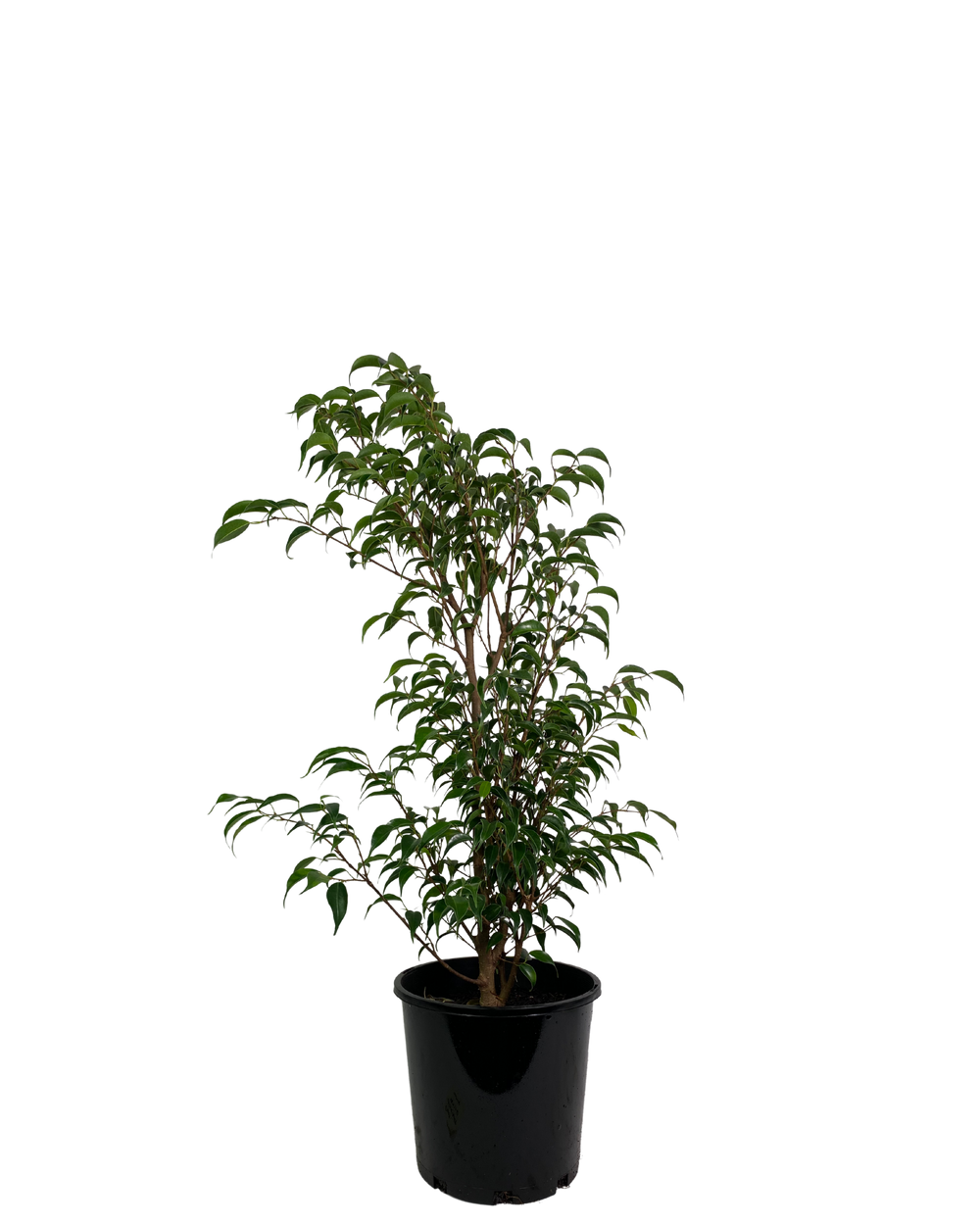 Ficus Midnight Petite
