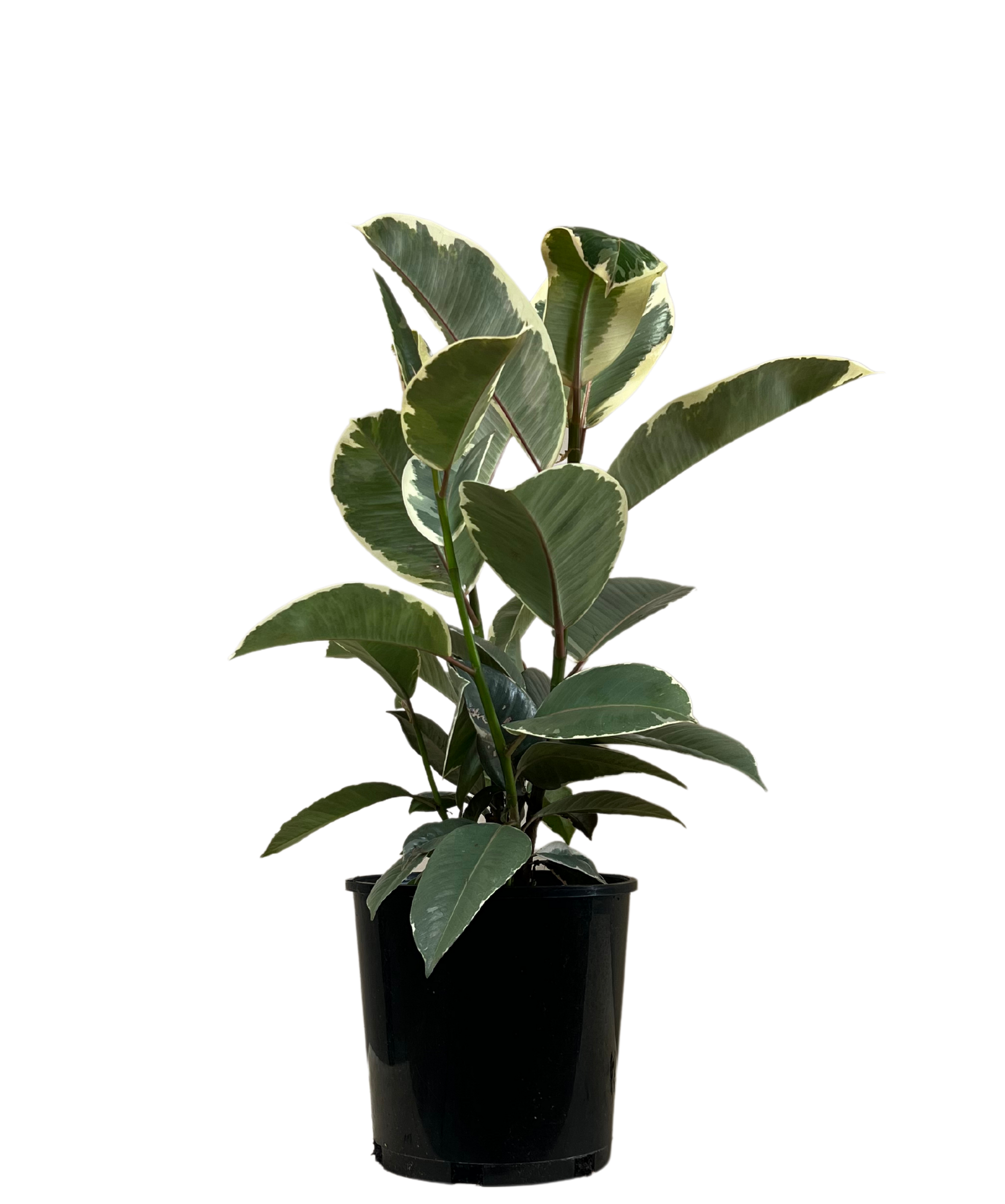 Ficus Tineke | Indoor Plant Perth | Waldecks