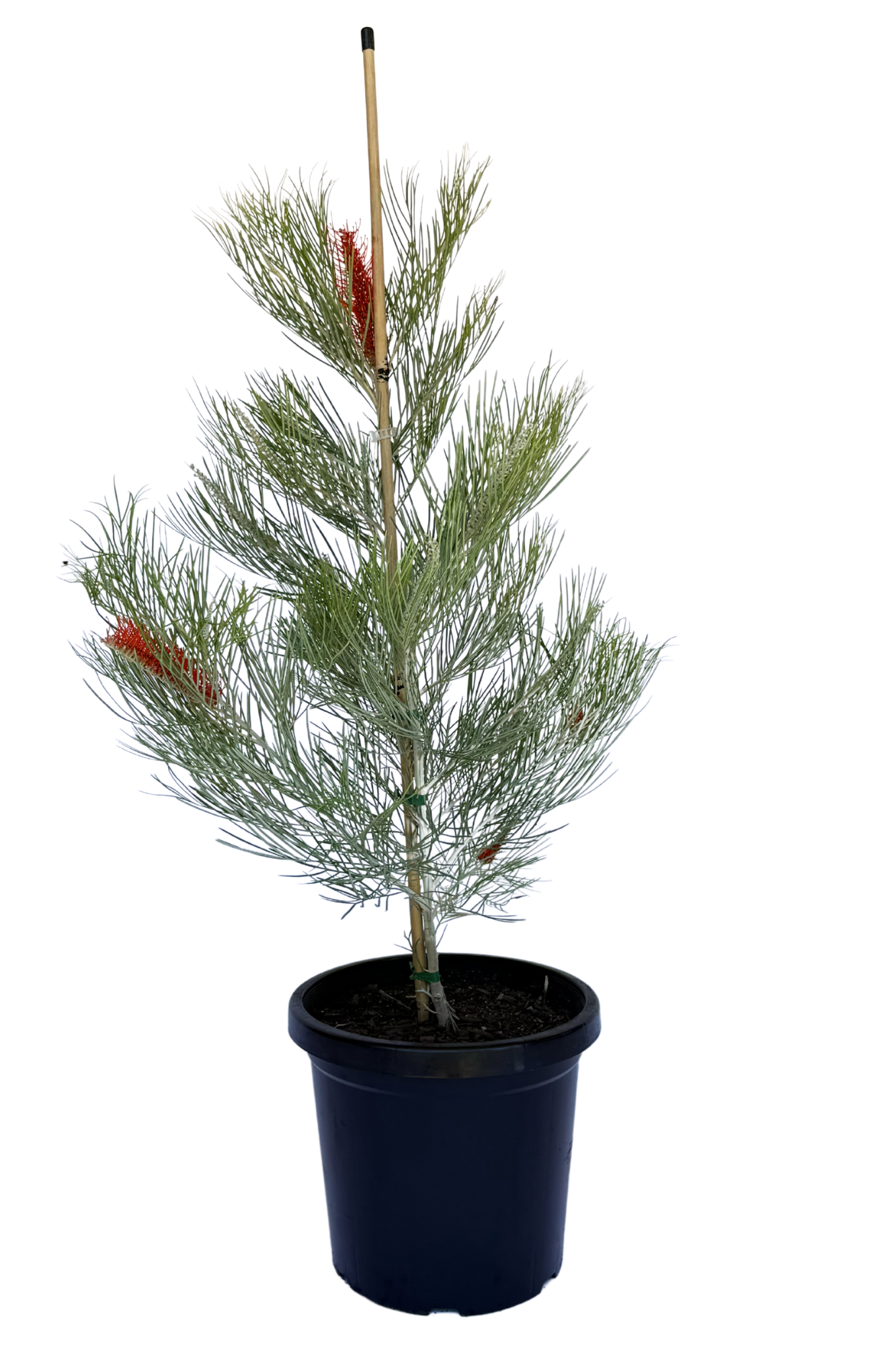 Grevillea - City Lights