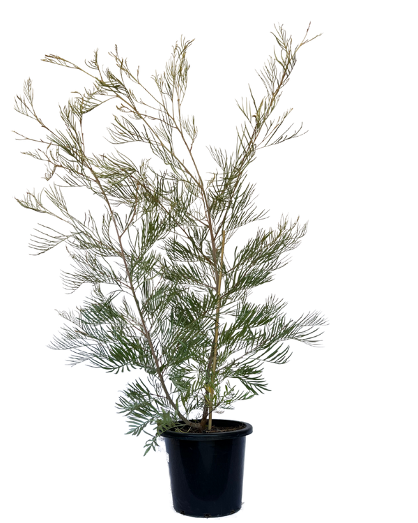 Grevillea Sandra Gordon