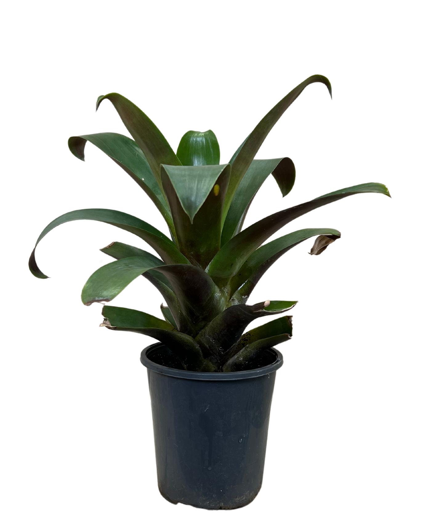 Bromeliad - Alcantarea Imperialis Rubra