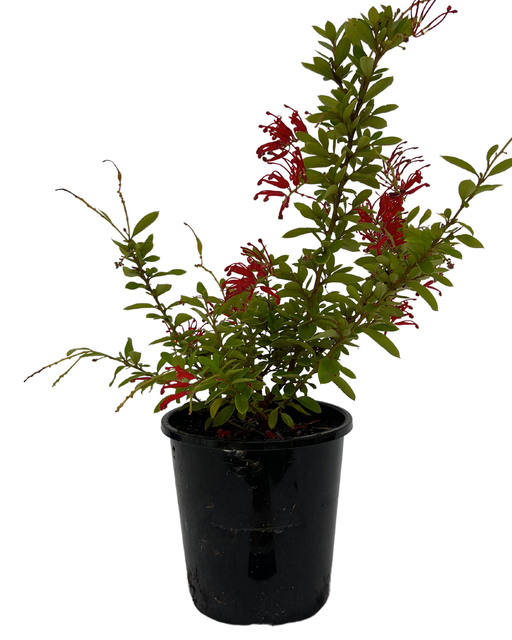 Grevillea Ruby Jewel