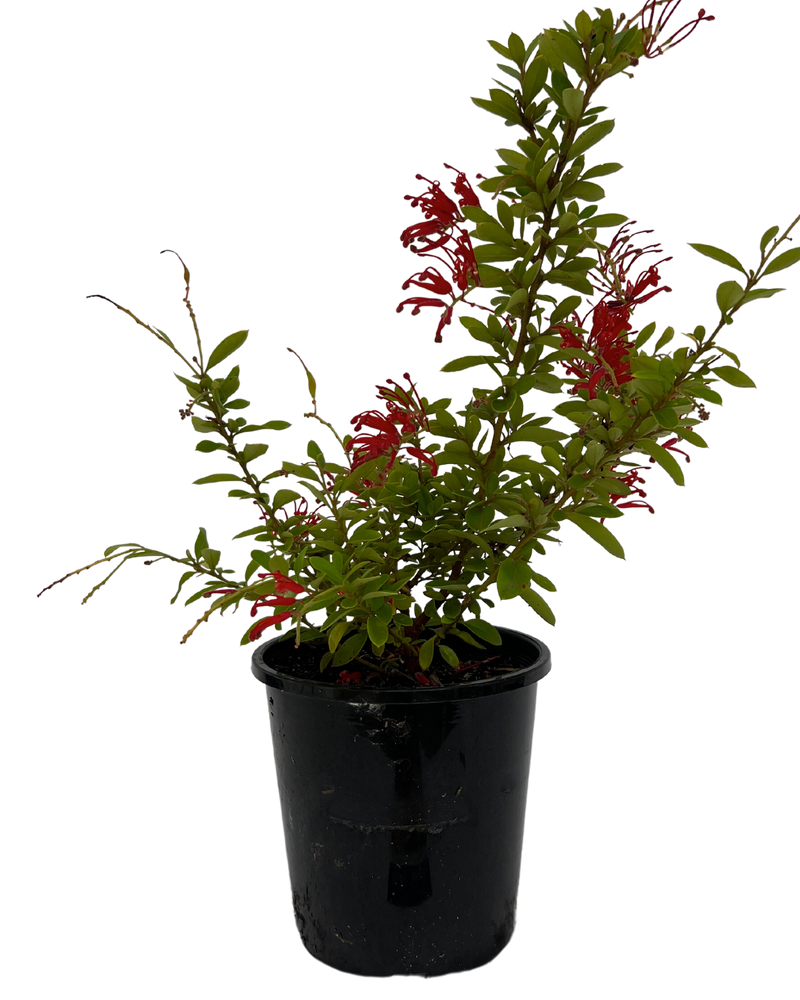Grevillea Ruby Jewel