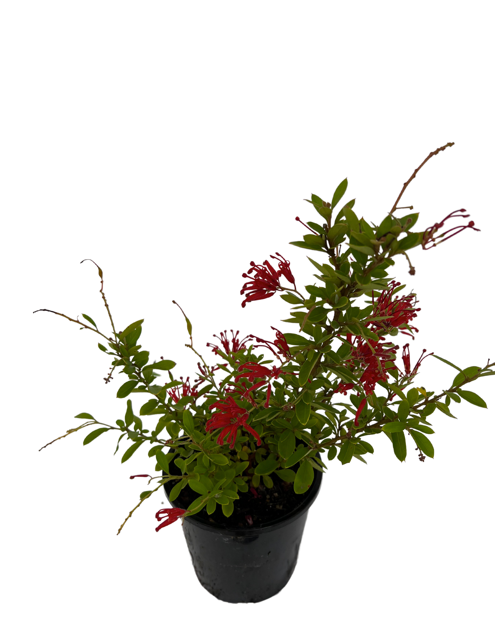 Grevillea Ruby Jewel