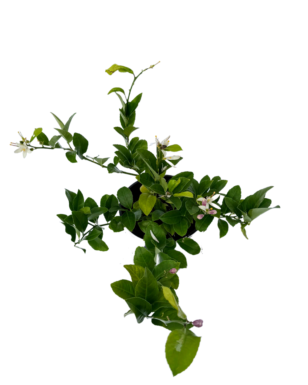 Lemon - Lemonicious | Fruit Tree Perth | Waldecks