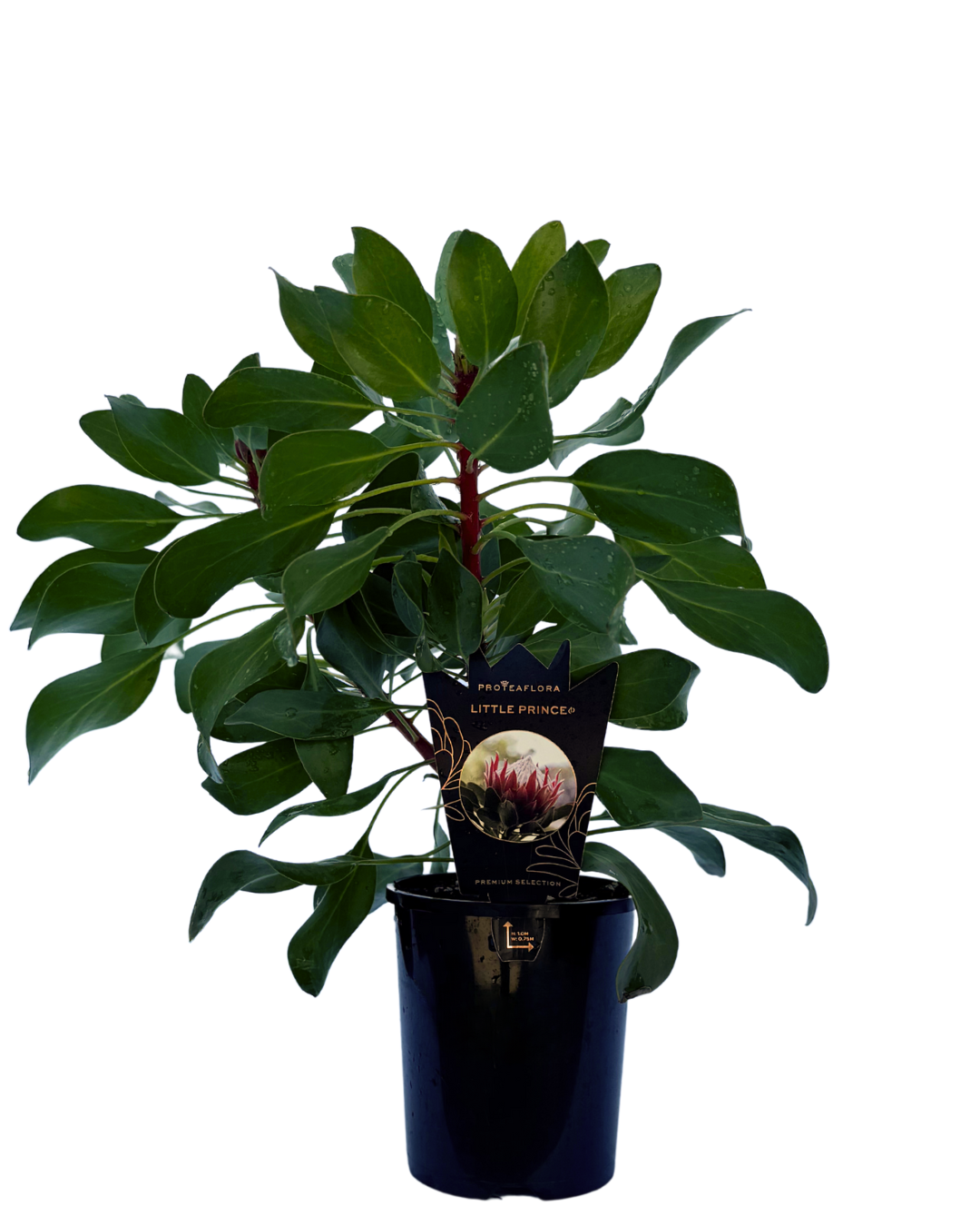 Protea Little Prince | Garden Shrub Perth | Waldecks