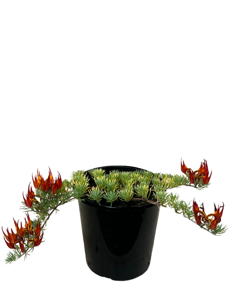 Lotus Red Flash | Groundcover Plant Perth | Waldecks