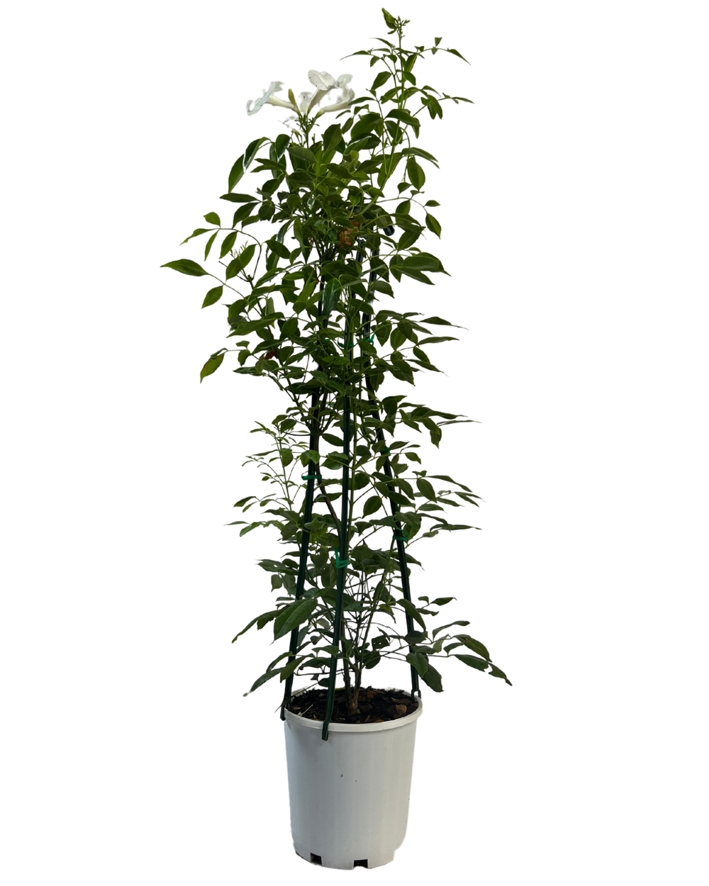 Pandorea Jasminoides Lady Di | Climbing Plant Perth | Waldecks