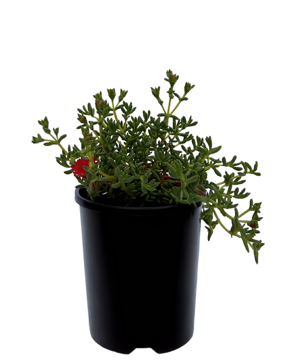 Lampranthus Red Explosion