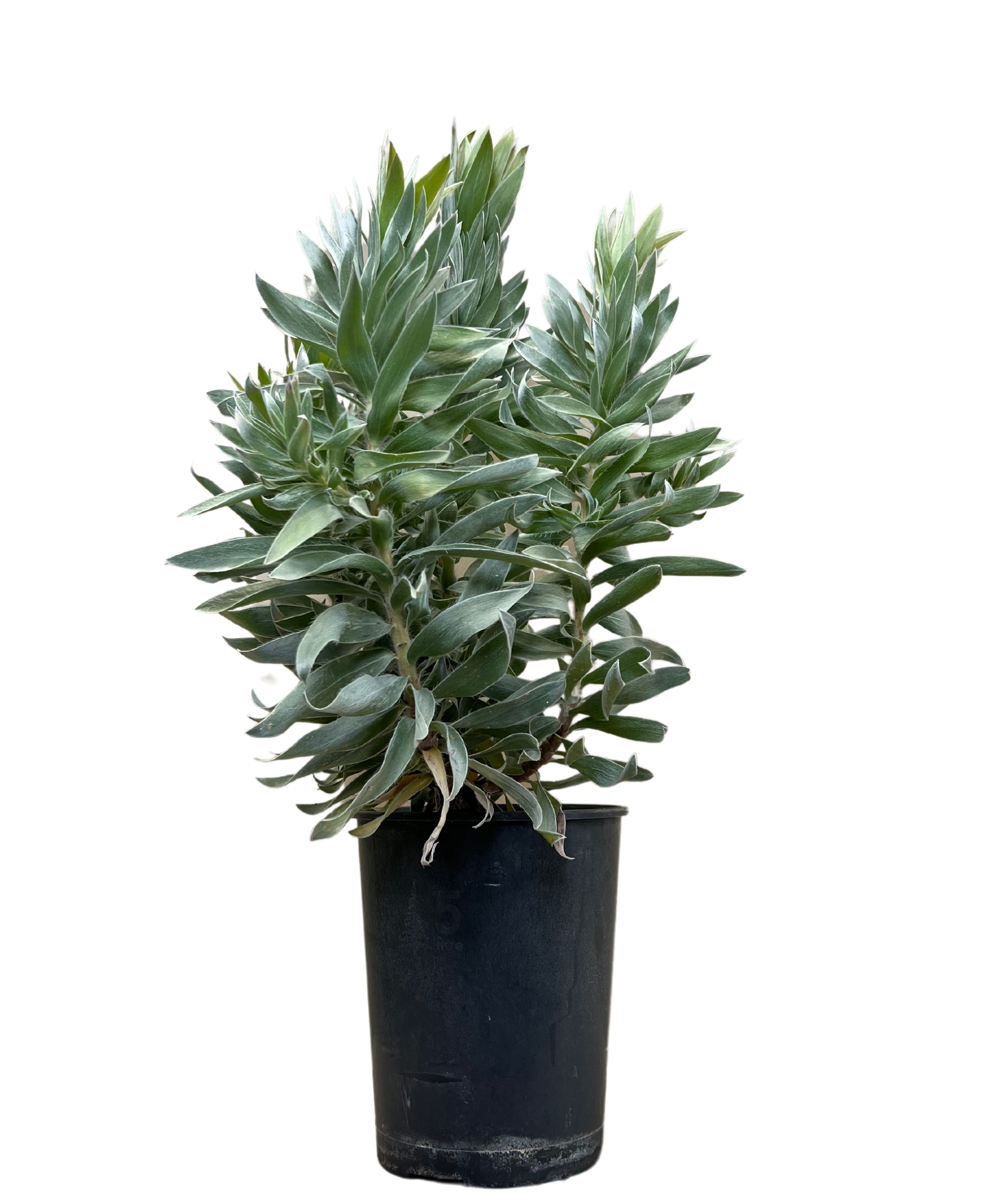 Leucadendron Argenteum | Garden Shrub Perth | Waldecks