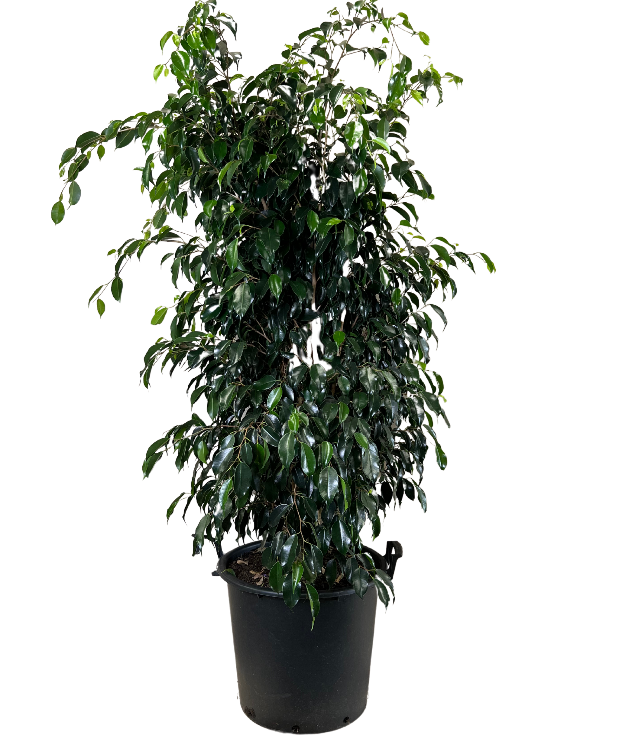 Ficus Midnight Beauty | Indoor Plant Perth | Waldecks