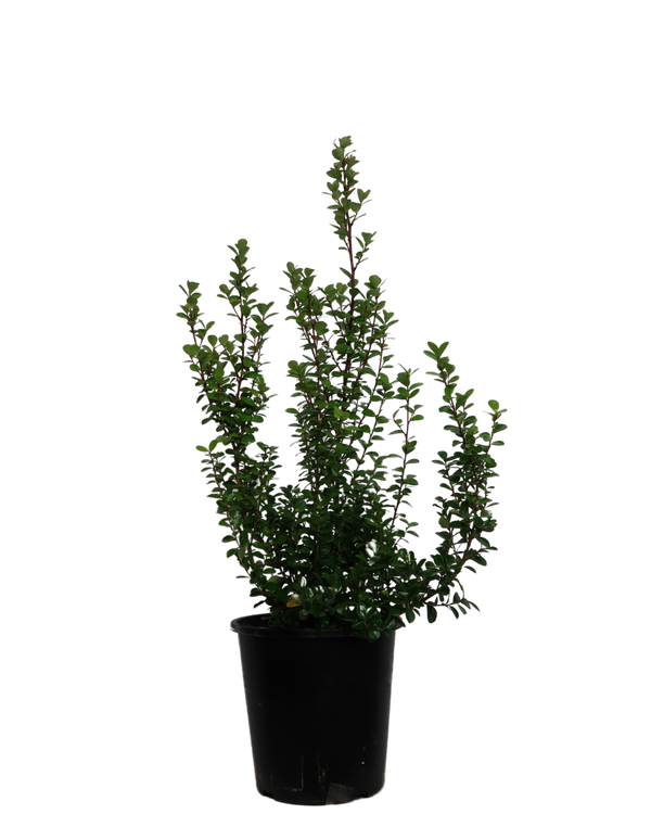 African Boxwood - Myrsine Africana