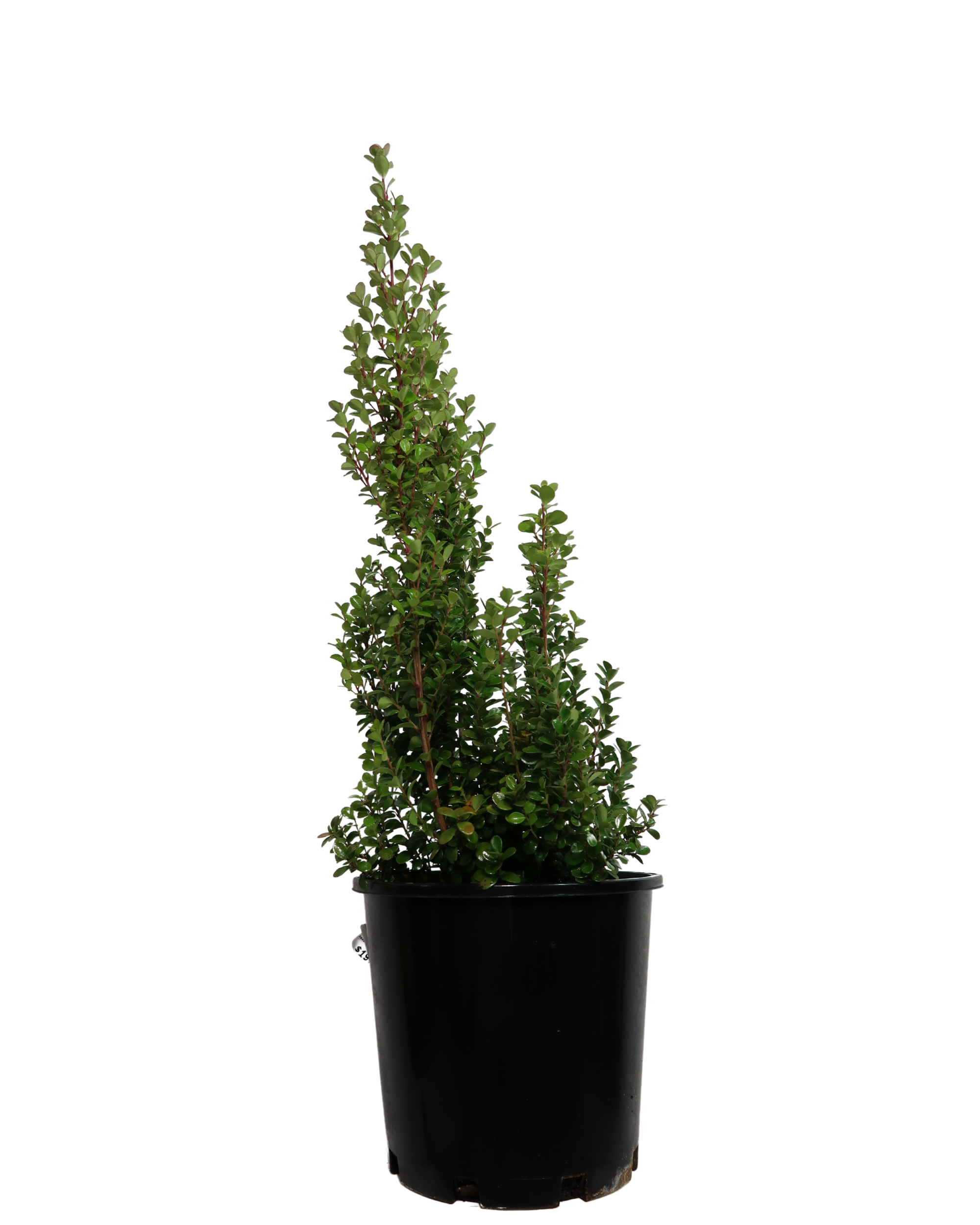 African Boxwood - Myrsine Africana