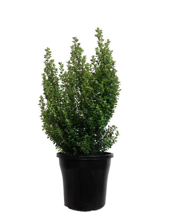 African Boxwood - Myrsine Africana