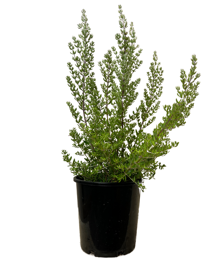 Westringia Naringa | Australian Native Plant Perth | Waldecks