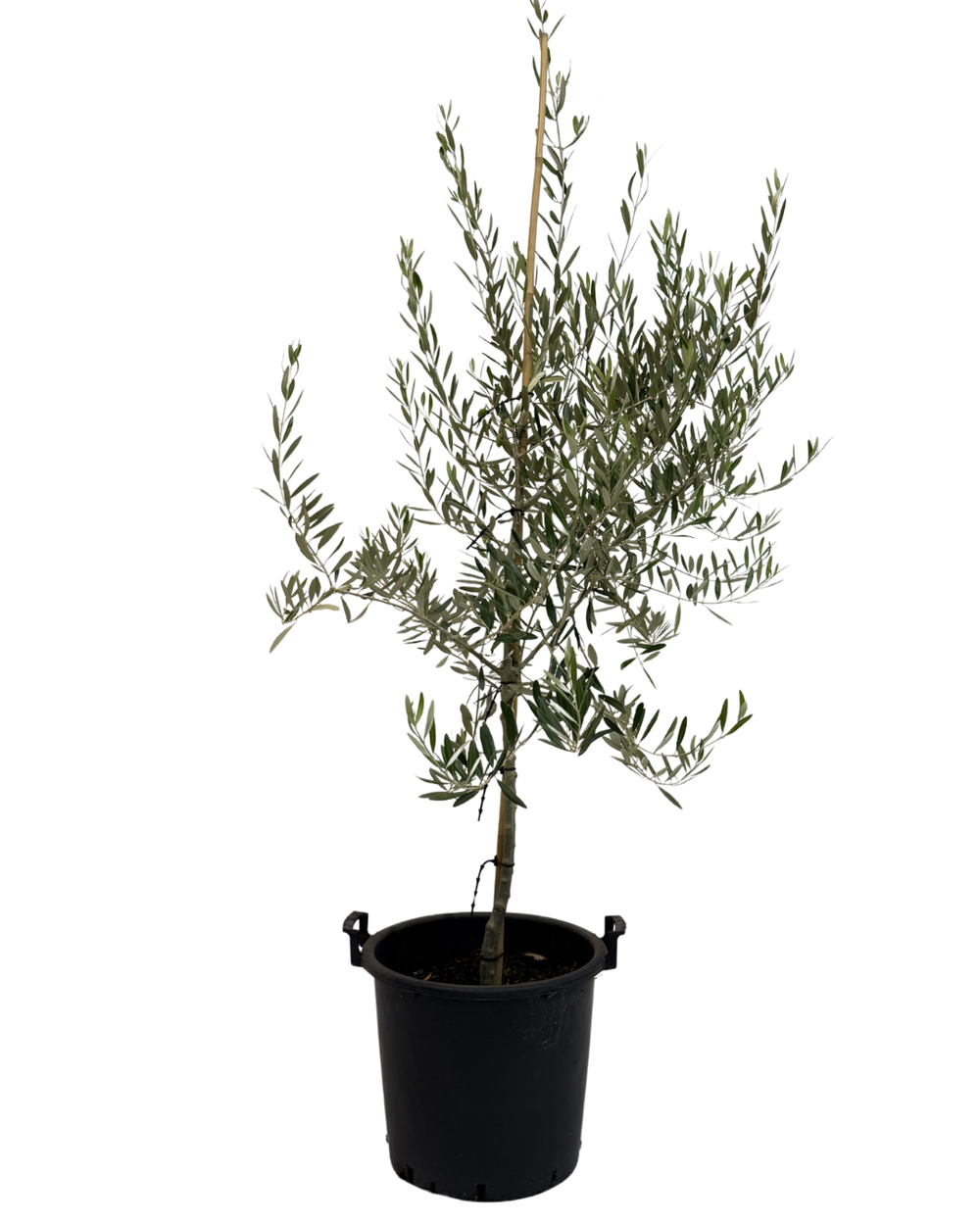 Olive - Olea Barnea | Fruit Tree Perth | Waldecks
