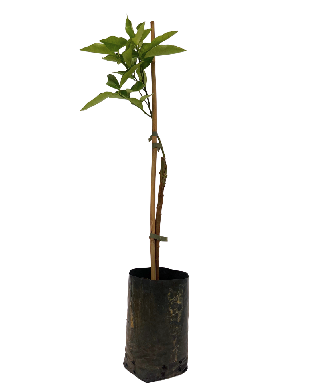 Orange - Midnight Seedless | Fruit Tree Perth | Waldecks