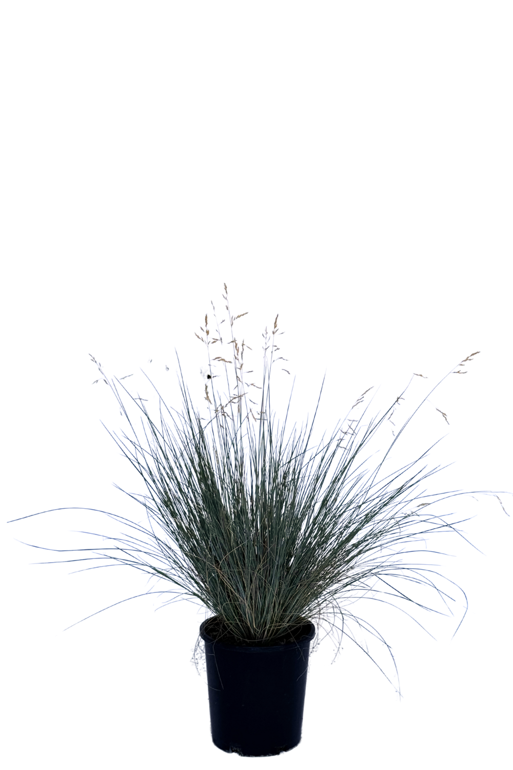 Poa Rustic | Ornamental Grass Perth | Waldecks