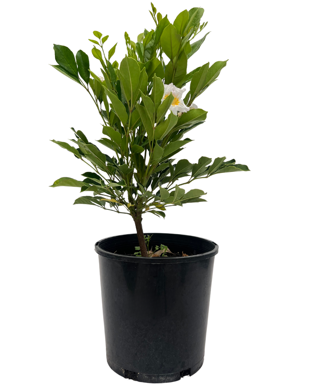 Radermachera Summer Scent | Garden Shrub Perth | Waldecks