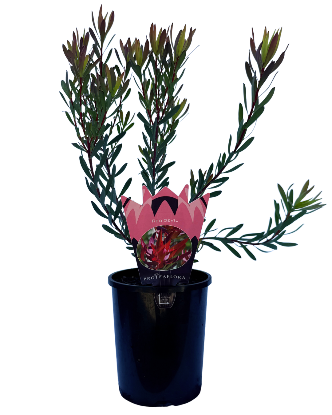 Leucadendron Salignum Red Devil | Garden Shrub Perth | Waldecks