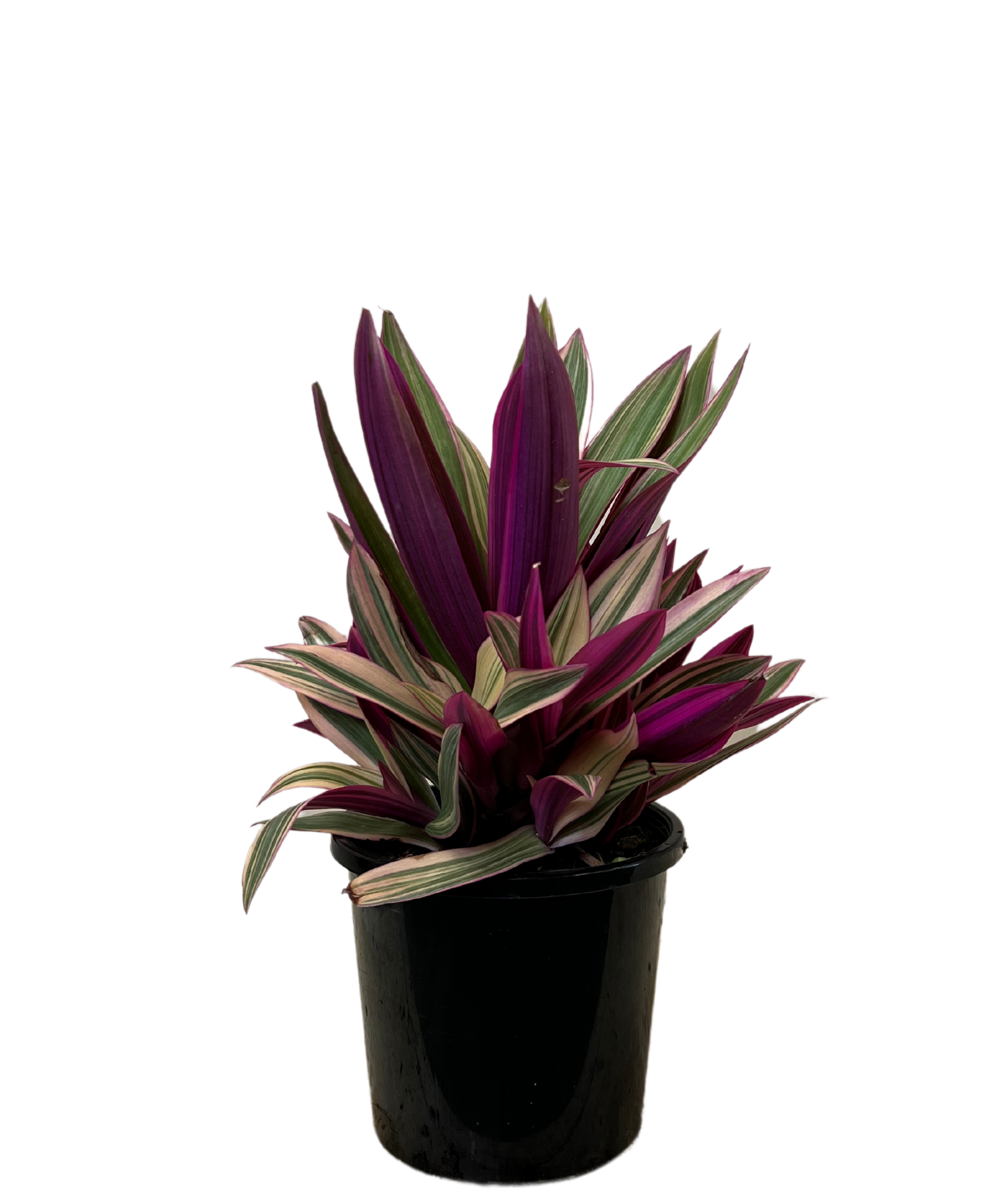 Rhoeo Pink Stripe | Garden Shrub Perth | Waldecks