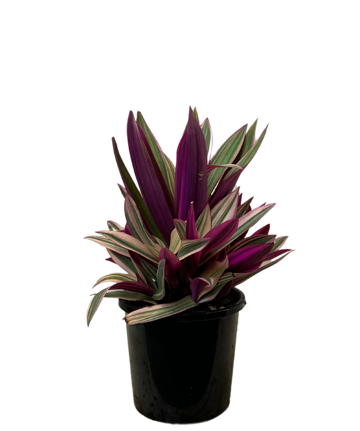 Rhoeo Pink Stripe | Garden Shrub Perth | Waldecks