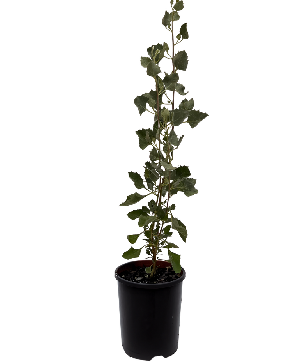 Atriplex Nummularia Old Man Saltbush | Garden Shrub Perth | Waldecks