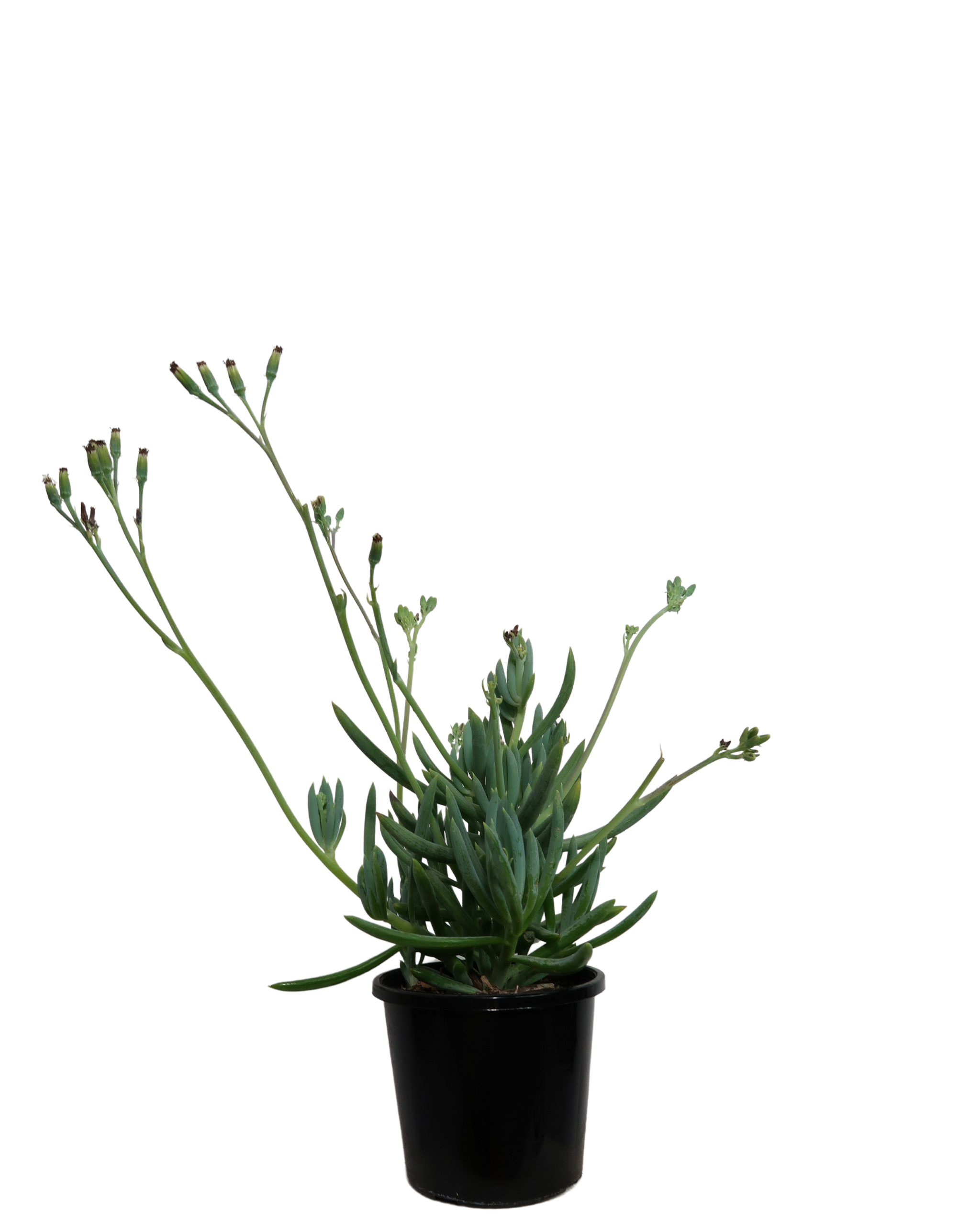 Senecio Blue Chalk Sticks | Succulent Perth | Waldecks